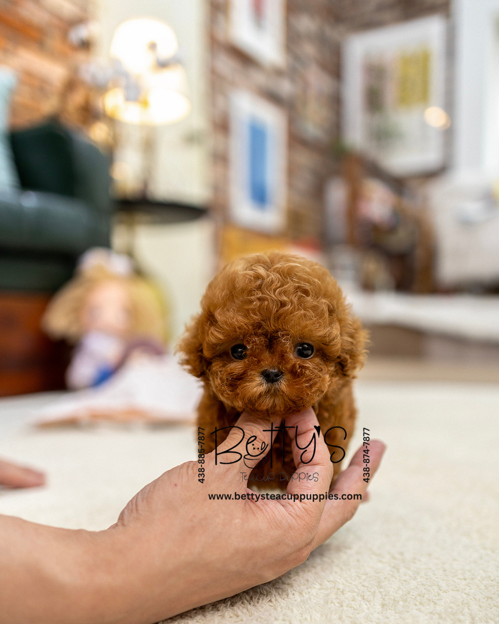 Minnie – Betty's Teacup Puppies Inc